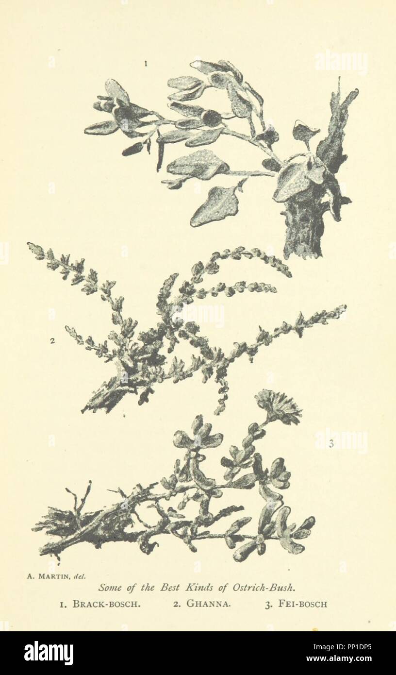 Image from page 63 of 'Home Life on an Ostrich Farm. . Second edition ...