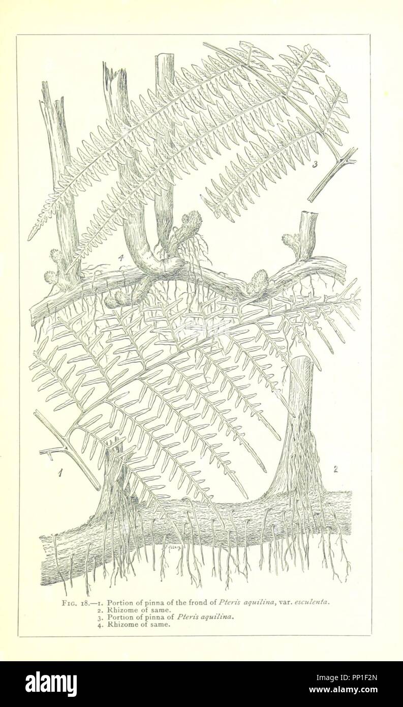 Ladrone islands hi-res stock photography and images - Alamy