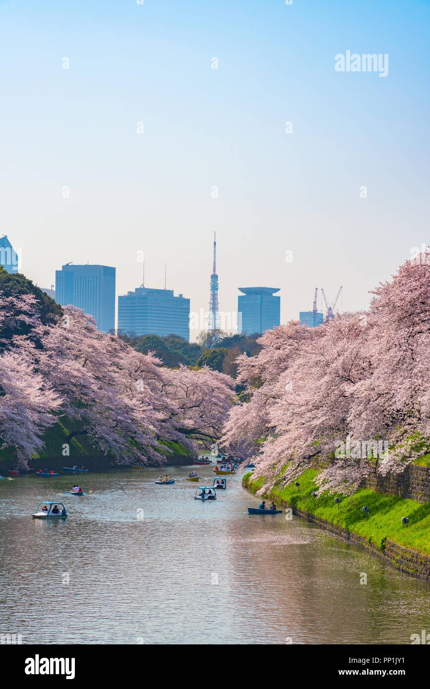 Cherry blossoms around Chidorigafuchi Park, Tokyo, Japan. The ...