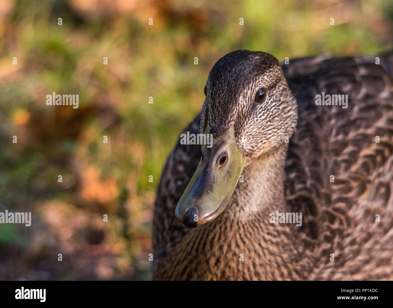 Sunset on a Mallard Duck with Beautiful Fall Bokeh, Lamarche, Quebec ...