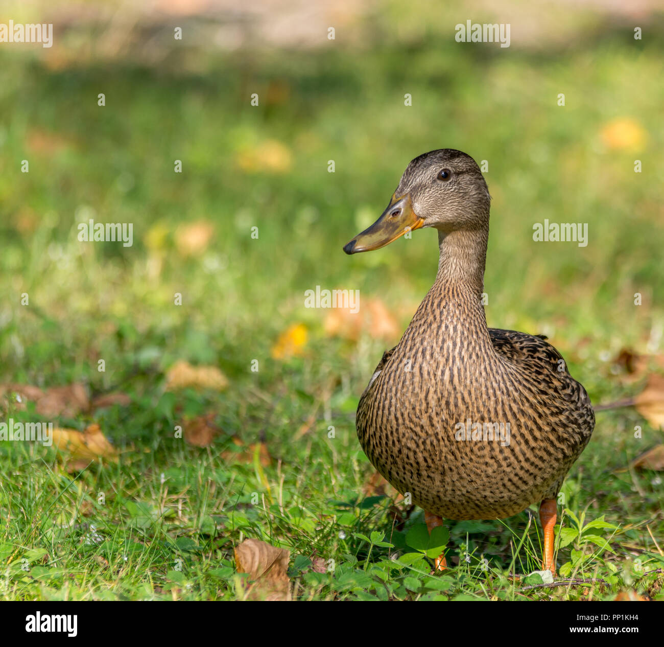 Juvenile Mallard Duck in Lamarche, Lac St-Jean, Quebec, Canada Stock ...