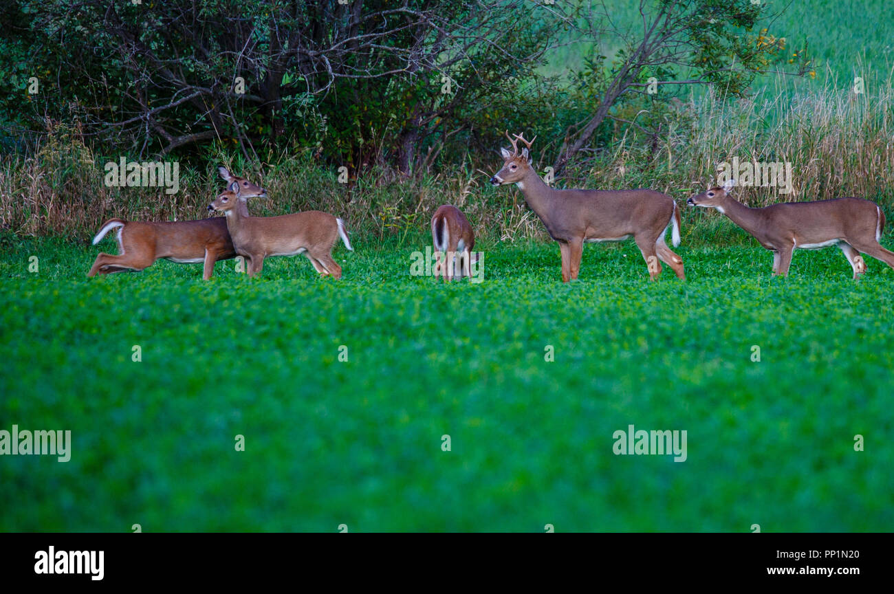 8 point buck white tailed deer hi-res stock photography and images - Alamy