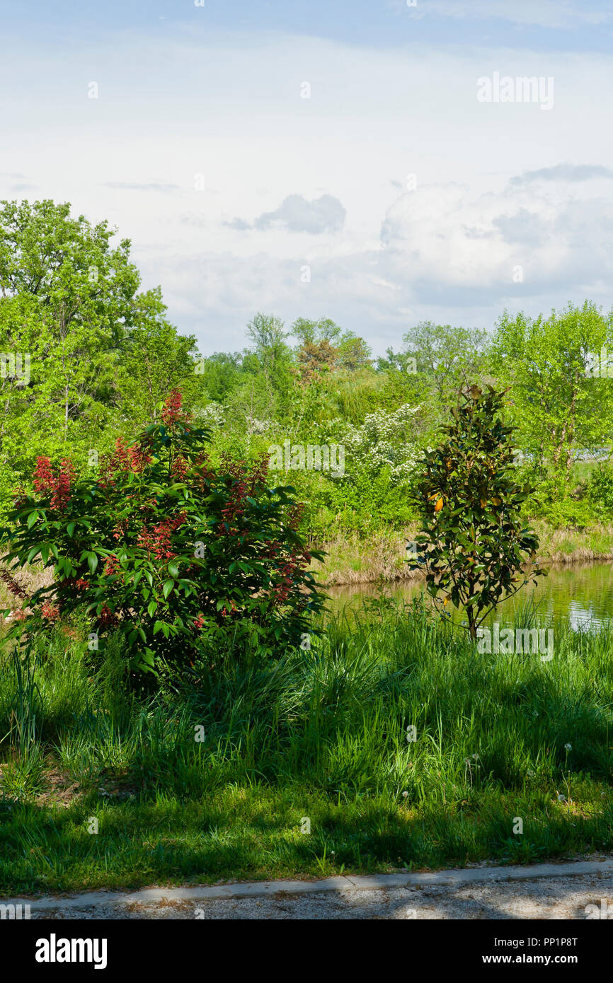 Buckeye tree hi-res stock photography and images - Alamy