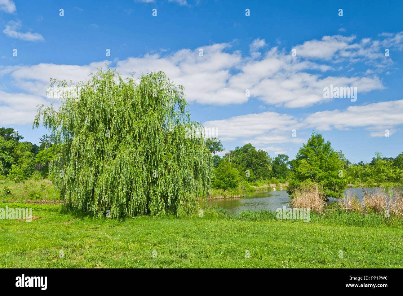 Weeping willow tree and water hi-res stock photography and images - Alamy
