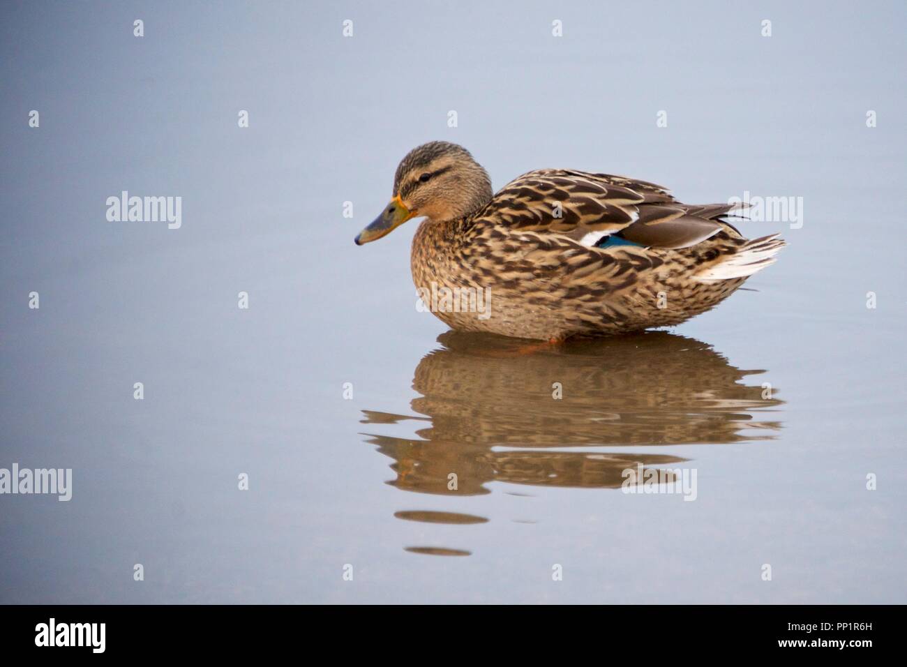 Resting duck hi-res stock photography and images - Alamy