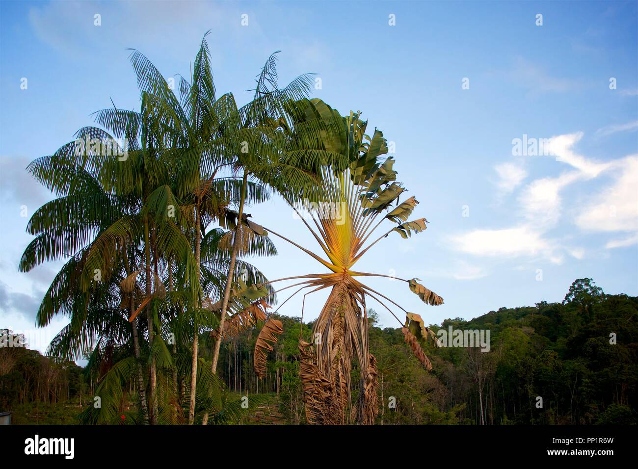 Travellers Palm tree near Roura, French Guiana Stock Photo - Alamy