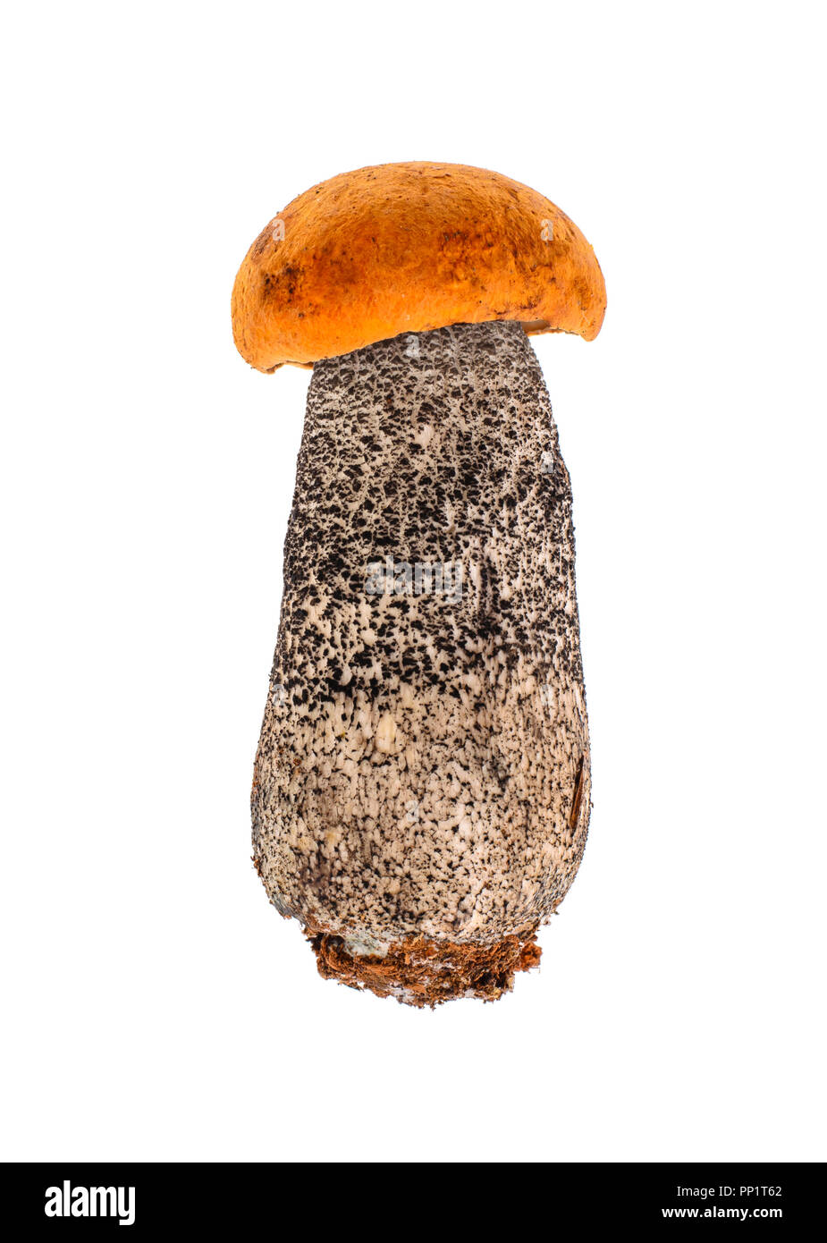 Forest Leccinum, isolated on white background Stock Photo - Alamy