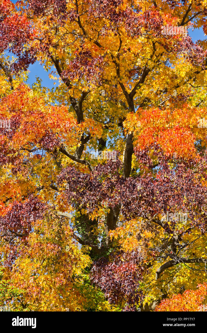 A sweetgum tree displays its spectrum of majestic autumn colors: red ...