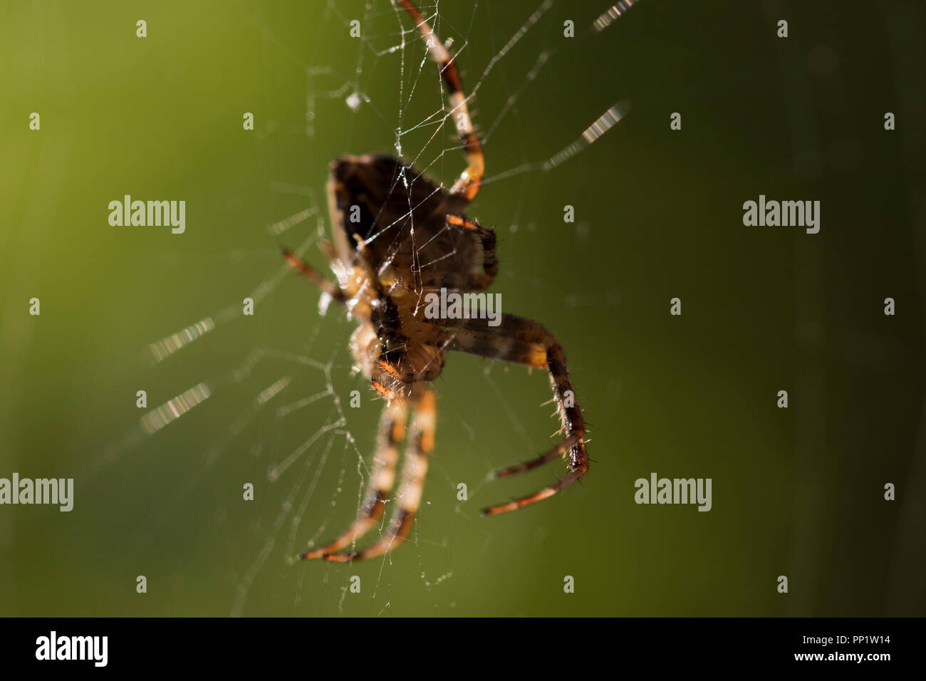 Extreme close up of orb spider waiting in its web for food. Macro close ...