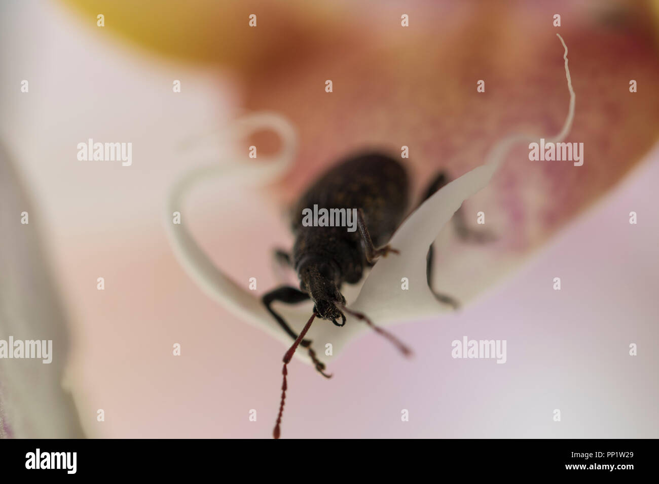 Weevil crawling on an orchid blossom. Close up macro of an insect on a ...