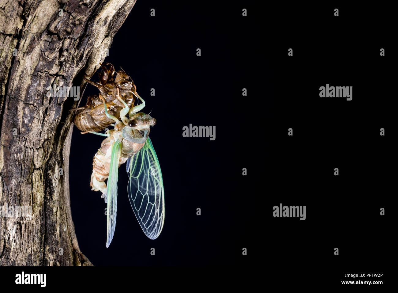 Insects that make a noise hi-res stock photography and images - Alamy