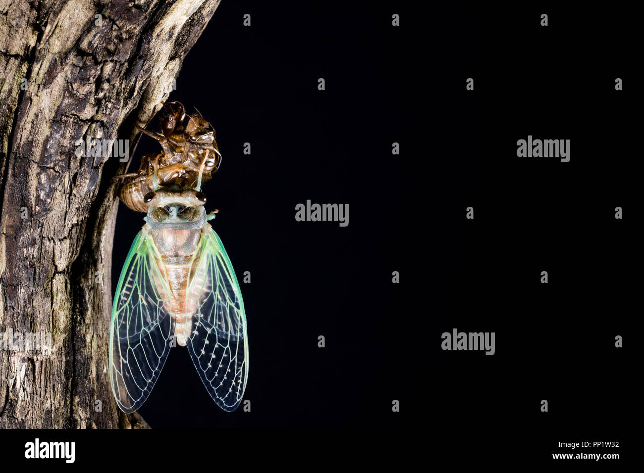 New born Cicada adult hatchling hanging from a tree branch after ...