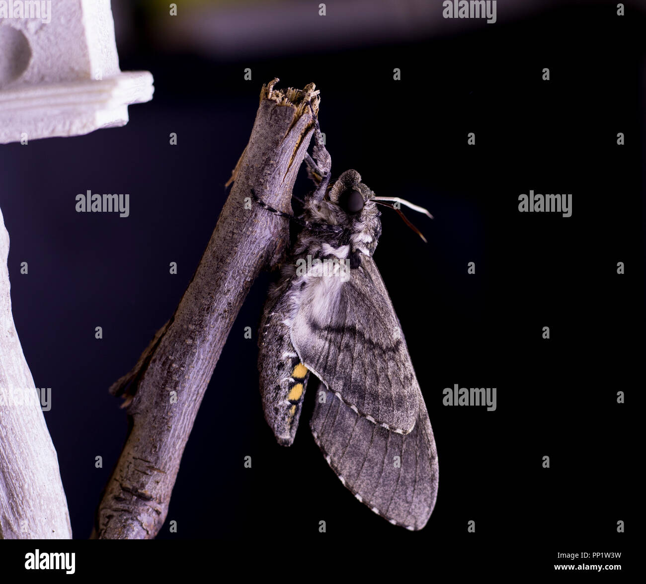 Five spotted hawk moth hi-res stock photography and images - Alamy