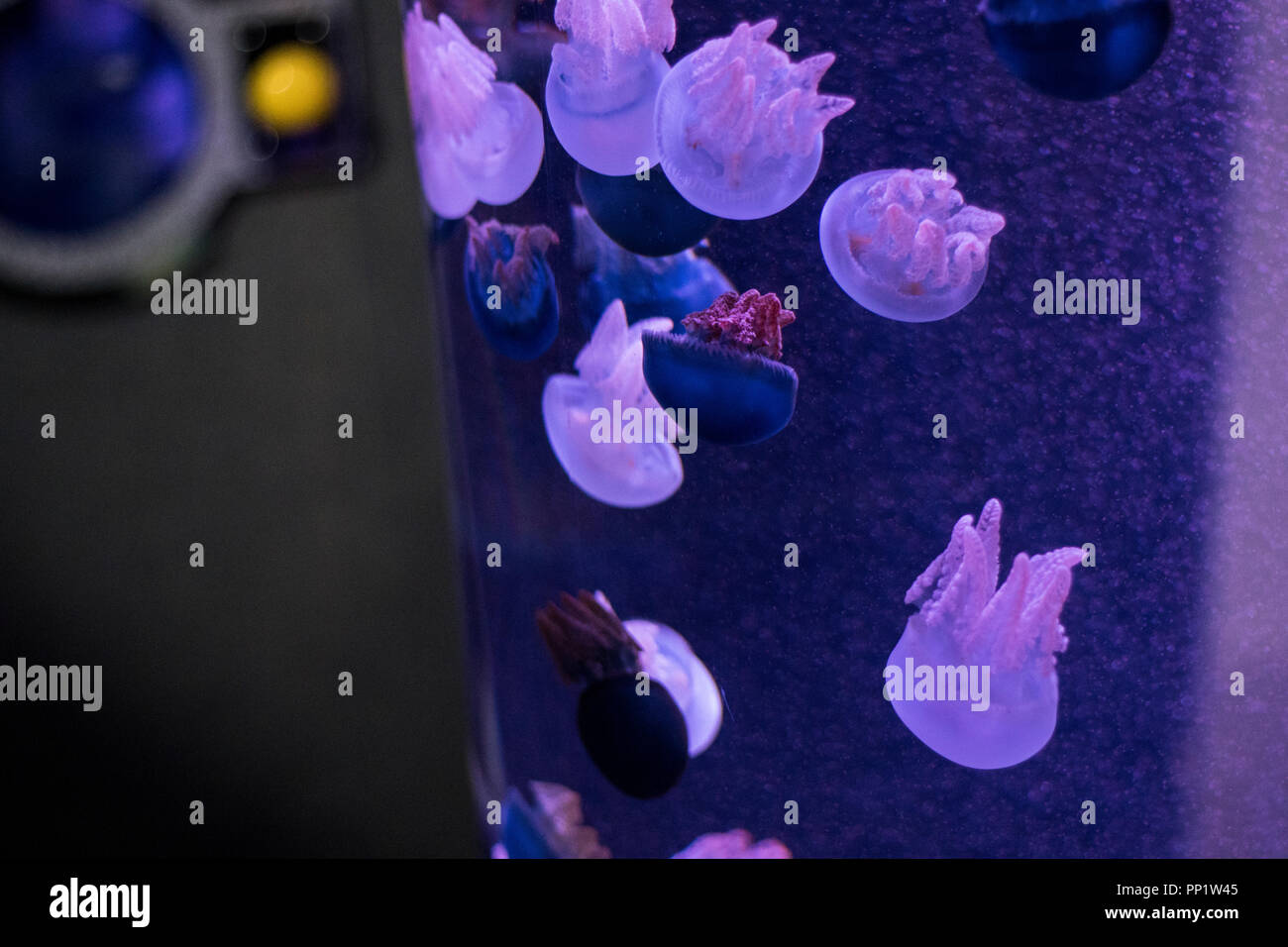 Box jellyfish fish hi-res stock photography and images - Alamy