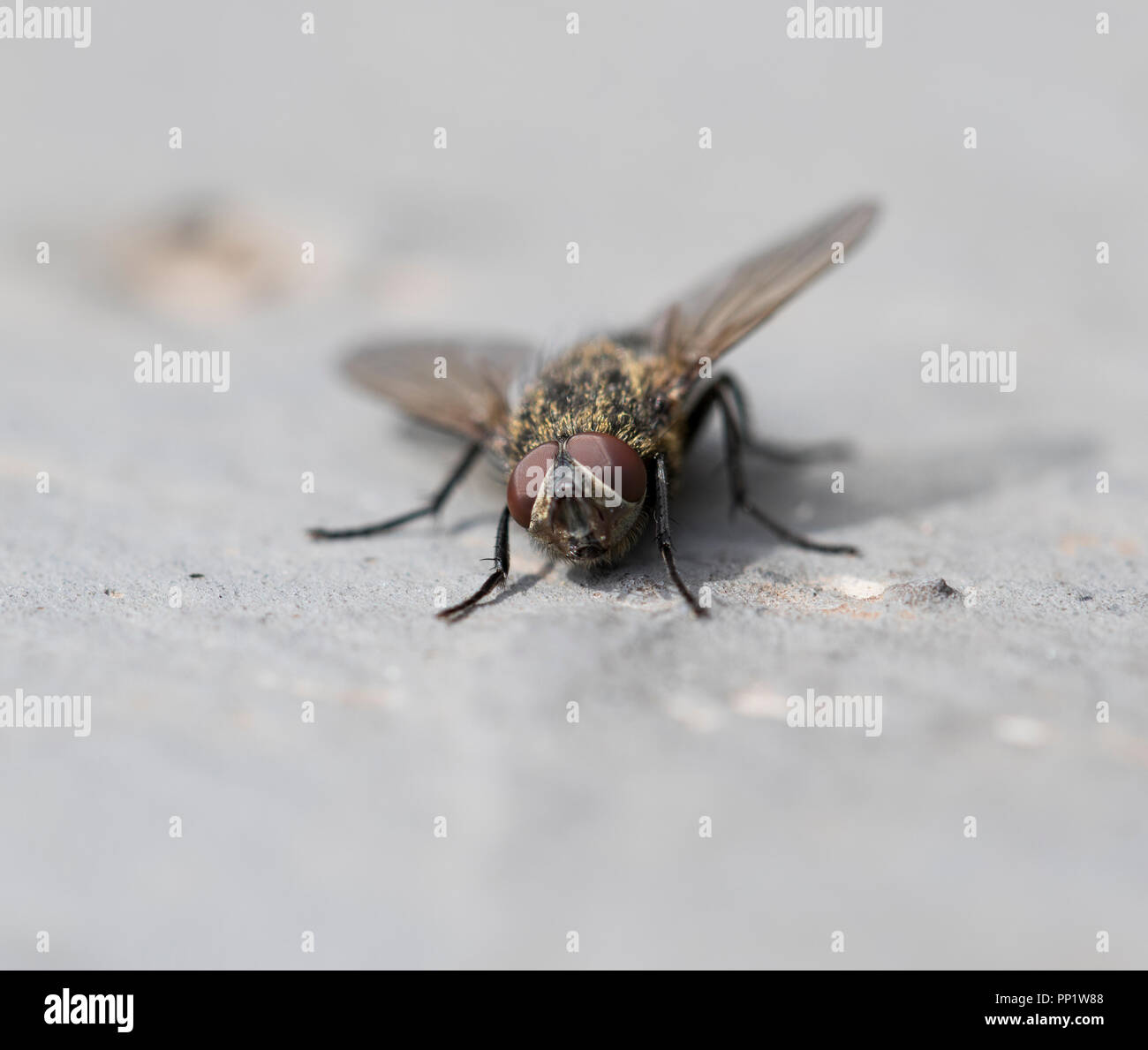 Away insects hi-res stock photography and images - Alamy