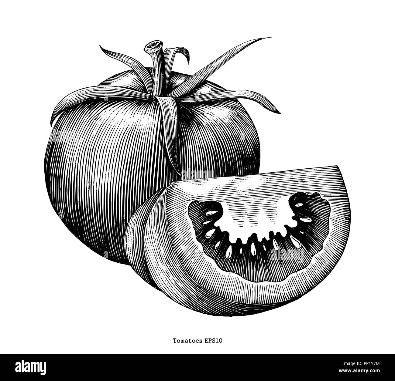 Tomatoes hand draw vintage clip art isolated on white background Stock ...