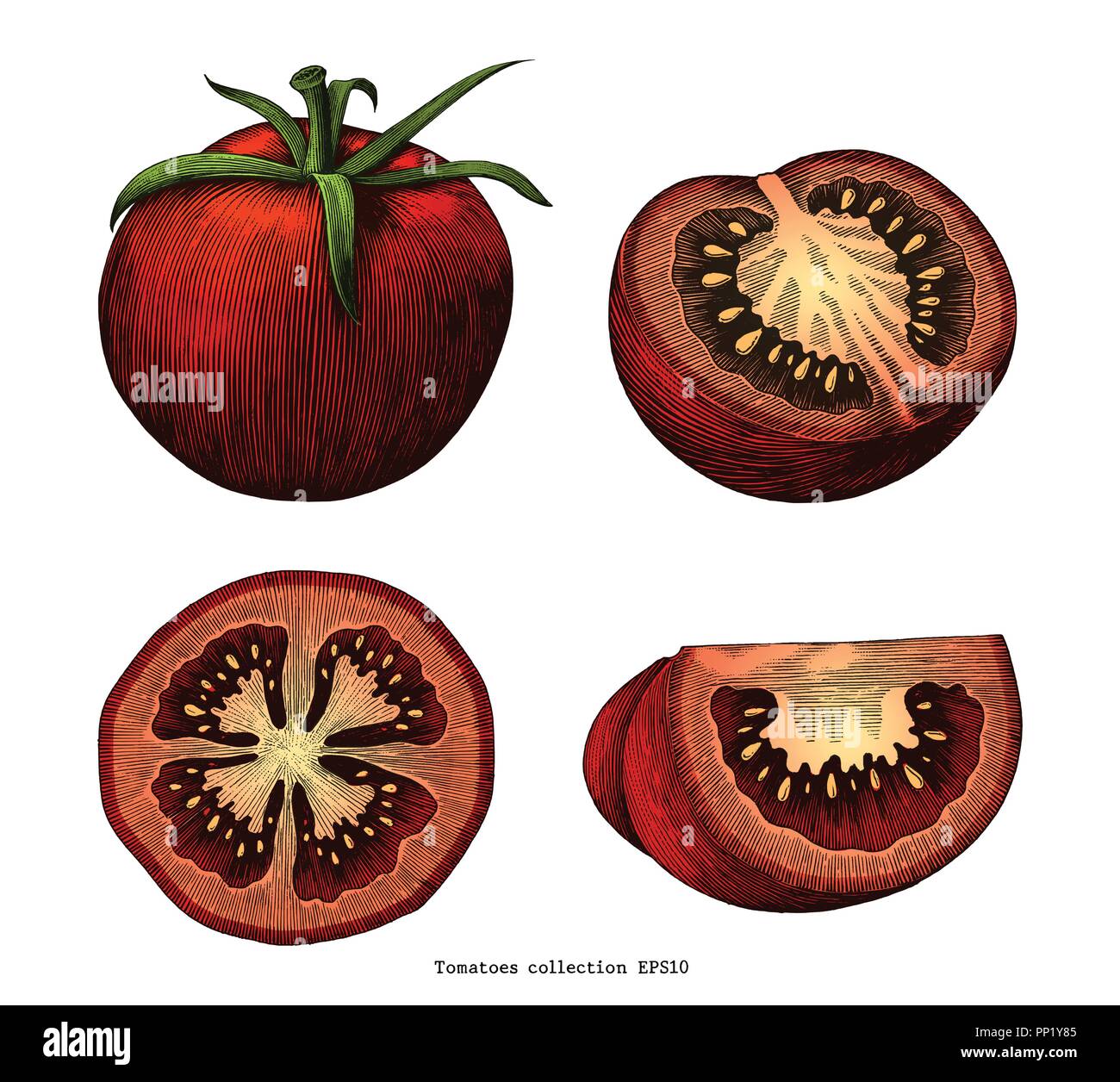 Tomatoes hand draw vintage clip art isolated on white background Stock ...