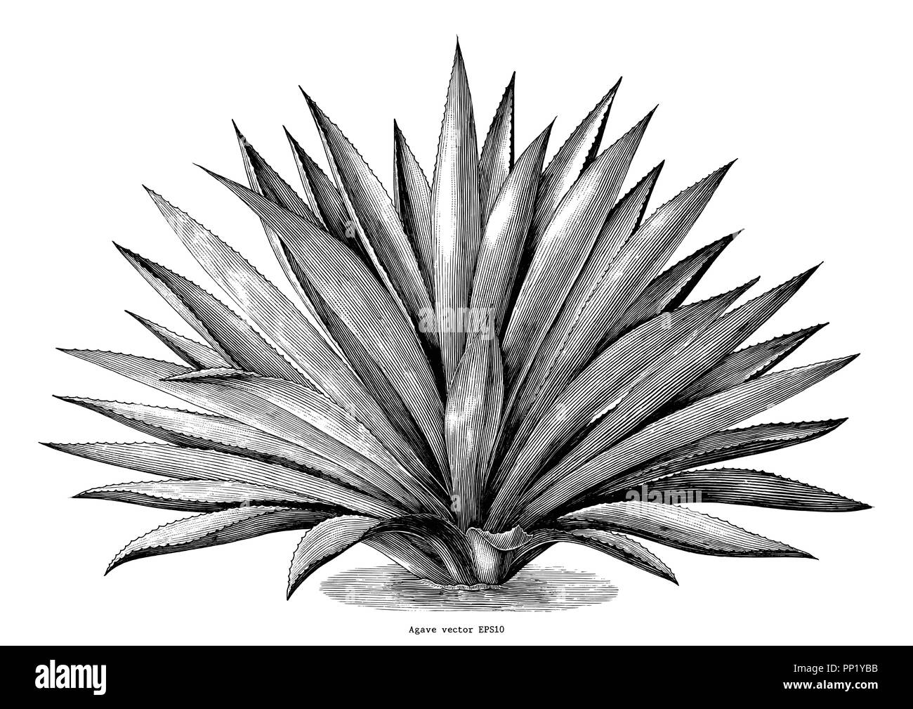 Hand drawn blue agave Stock Vector Images - Alamy