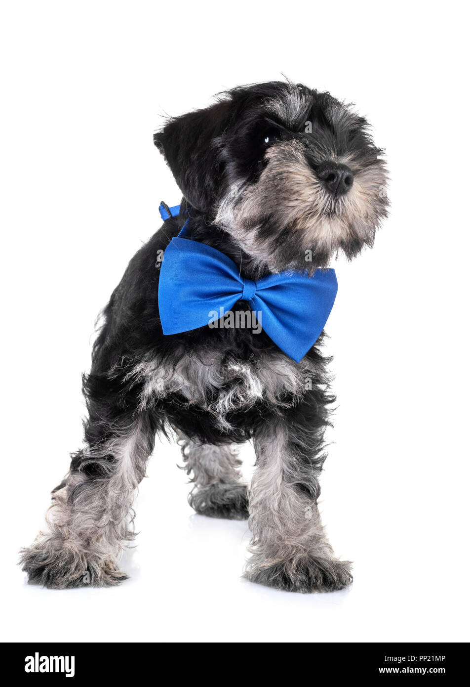 puppy miniature schnauzer in front of white background Stock Photo - Alamy