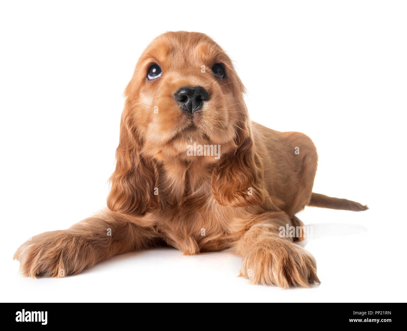puppy cocker spaniel in front of white background Stock Photo - Alamy