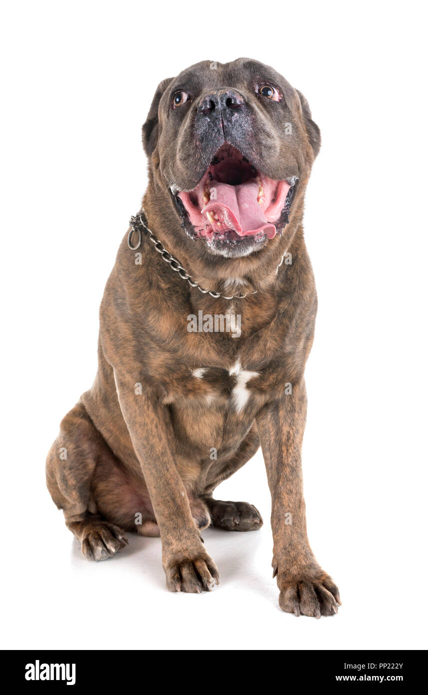 cane corso in front of white background Stock Photo - Alamy