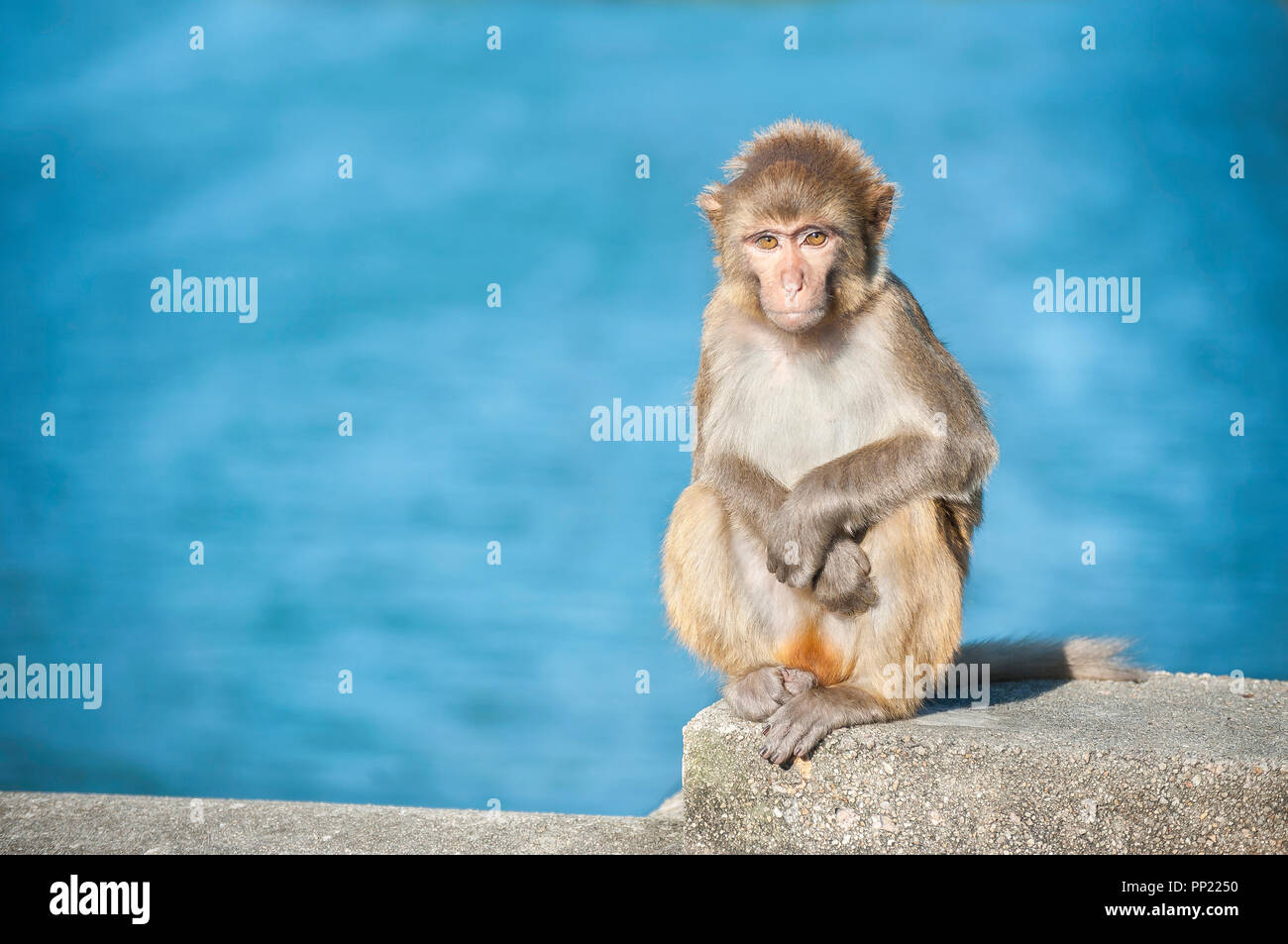 Mountain monkey hi-res stock photography and images - Alamy