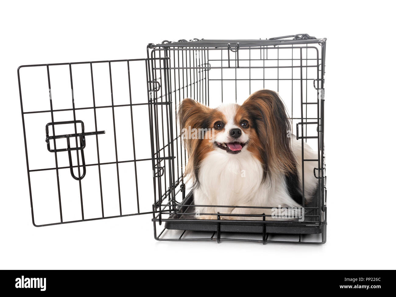 little dog and cage in front of white background Stock Photo - Alamy