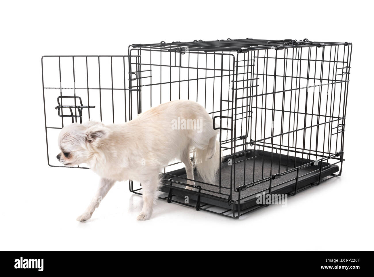 little dog and cage in front of white background Stock Photo - Alamy