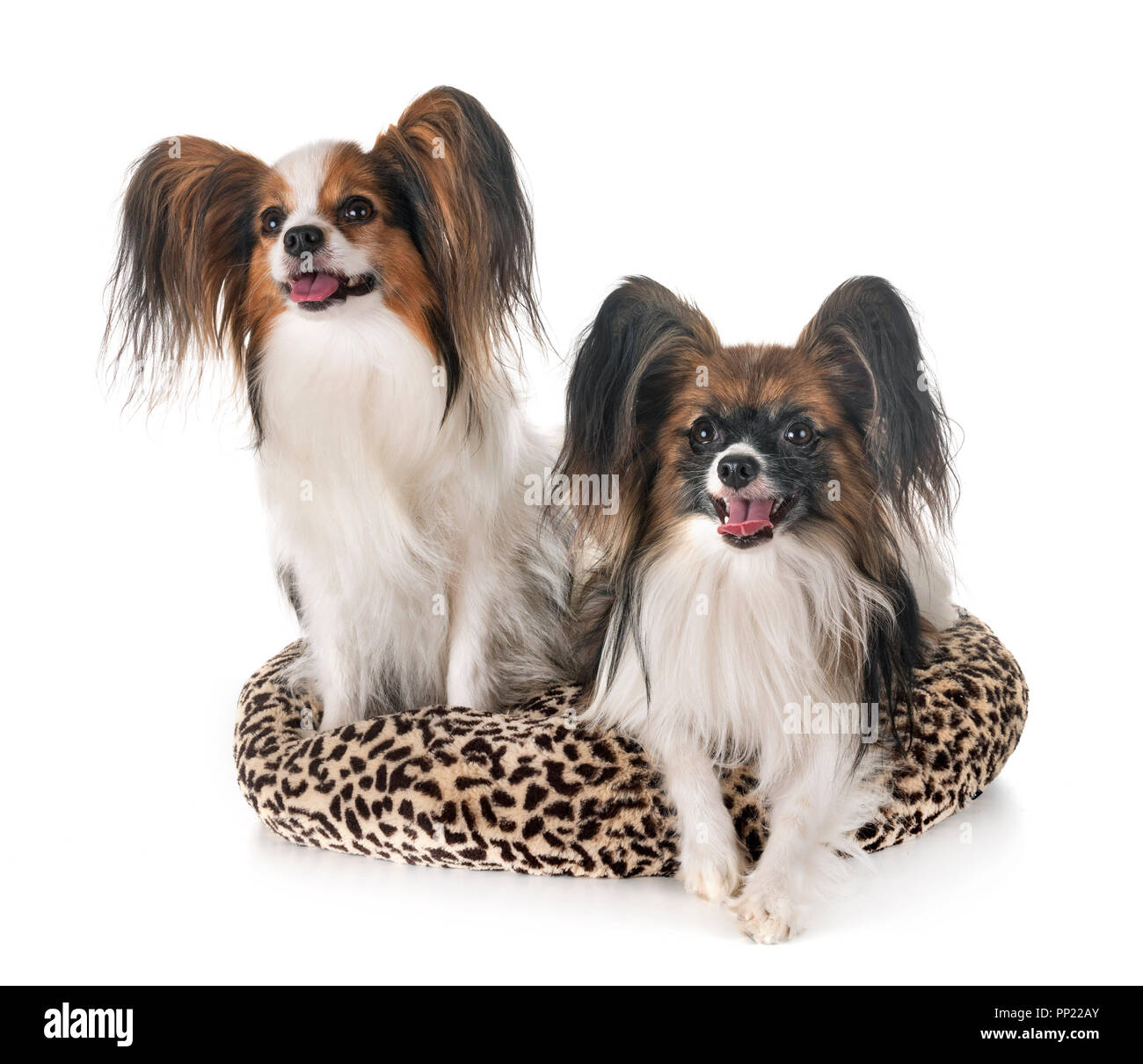 papillon dogs in front of white background Stock Photo - Alamy