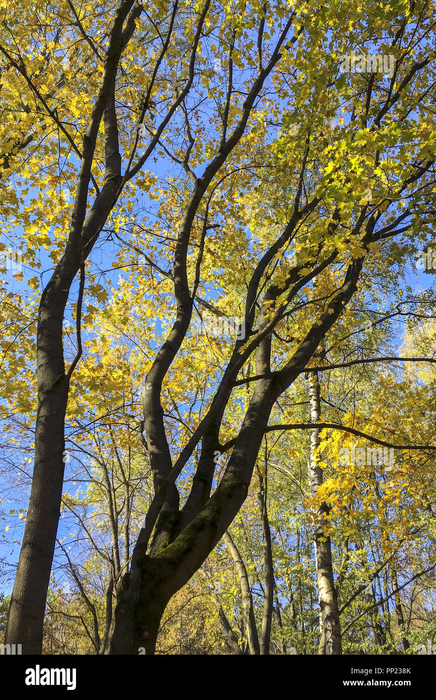 Golden tree tops hi-res stock photography and images - Alamy