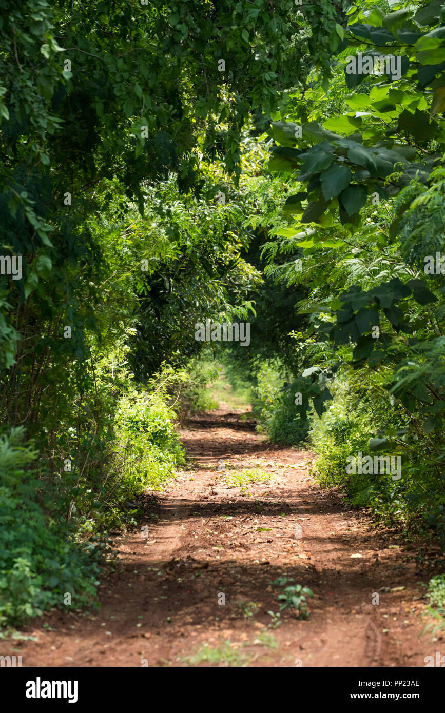 Scenic country road through green leaf from tree on pathway Stock Photo ...
