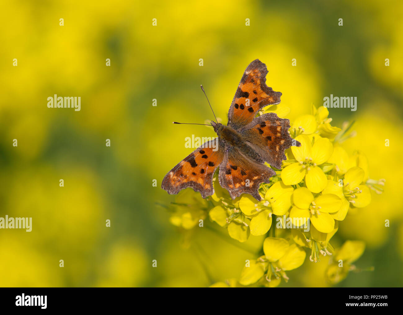 Comma butterfly with open wings resting on rapeseed Stock Photo - Alamy