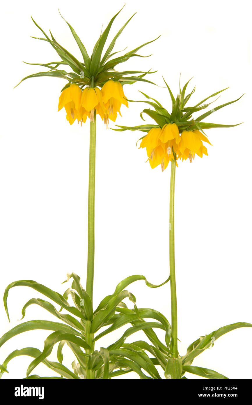 Yellow crown hi-res stock photography and images - Alamy