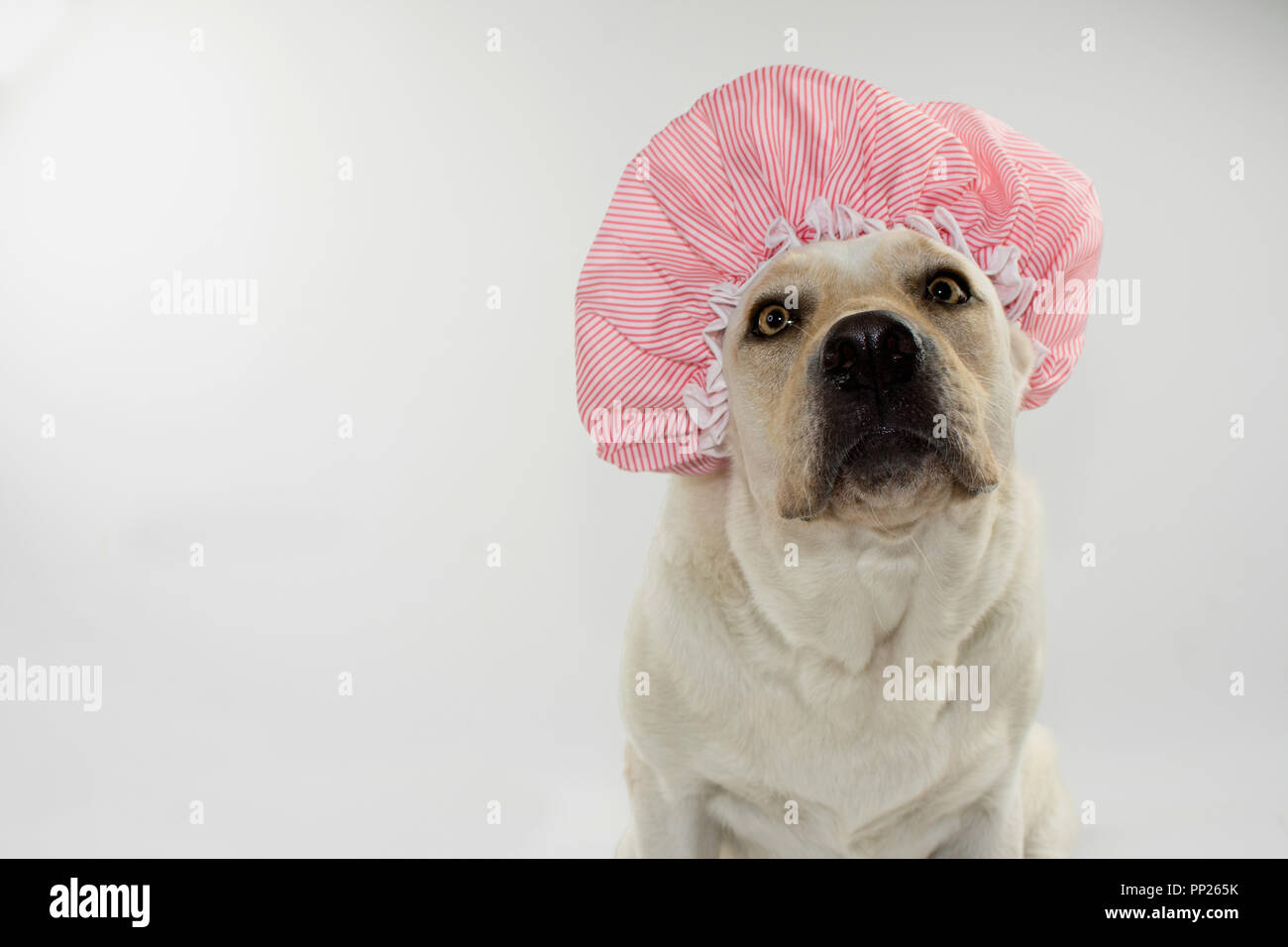 FUNNY DOG WAITING FOR A BATH WITH A SHOWER CAP. ISOLATED AGAINST GRAY ...