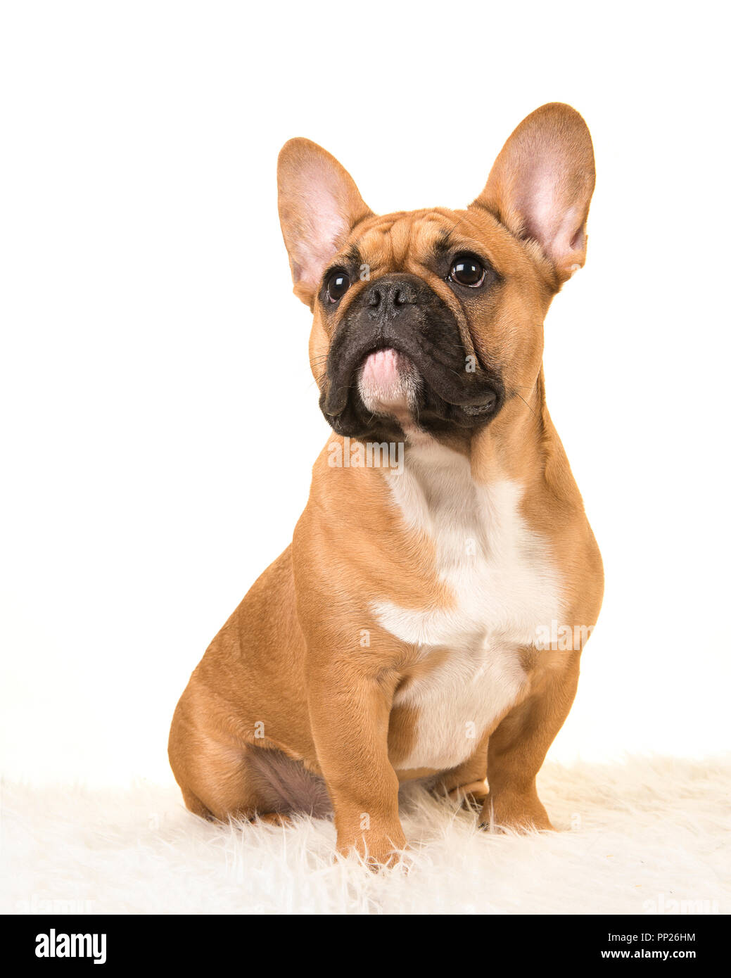 French Bulldog Light Brown
