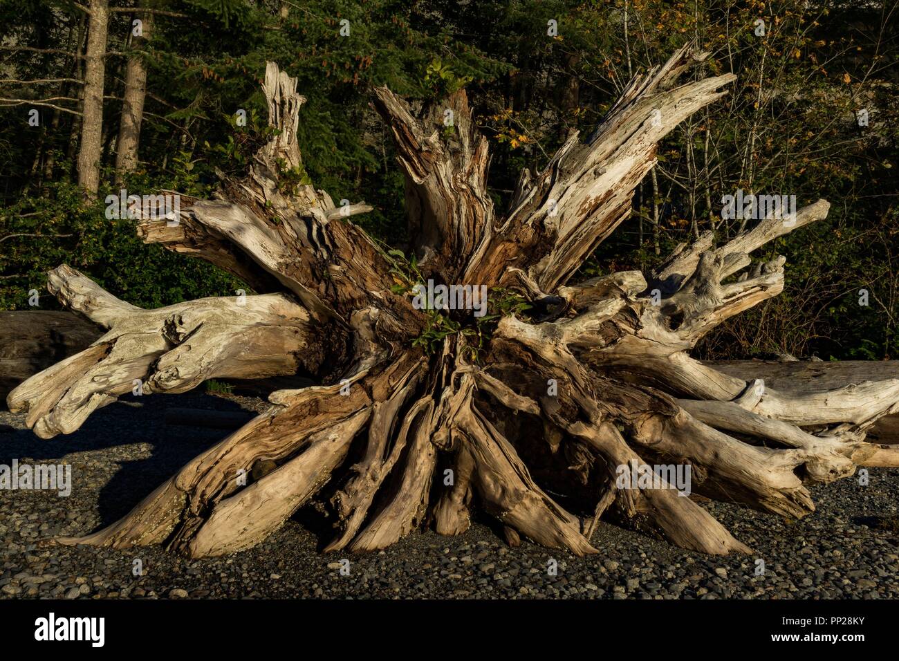 Fallen Tree Spreading Branches Like A Corona Photo Stock Photo - Alamy