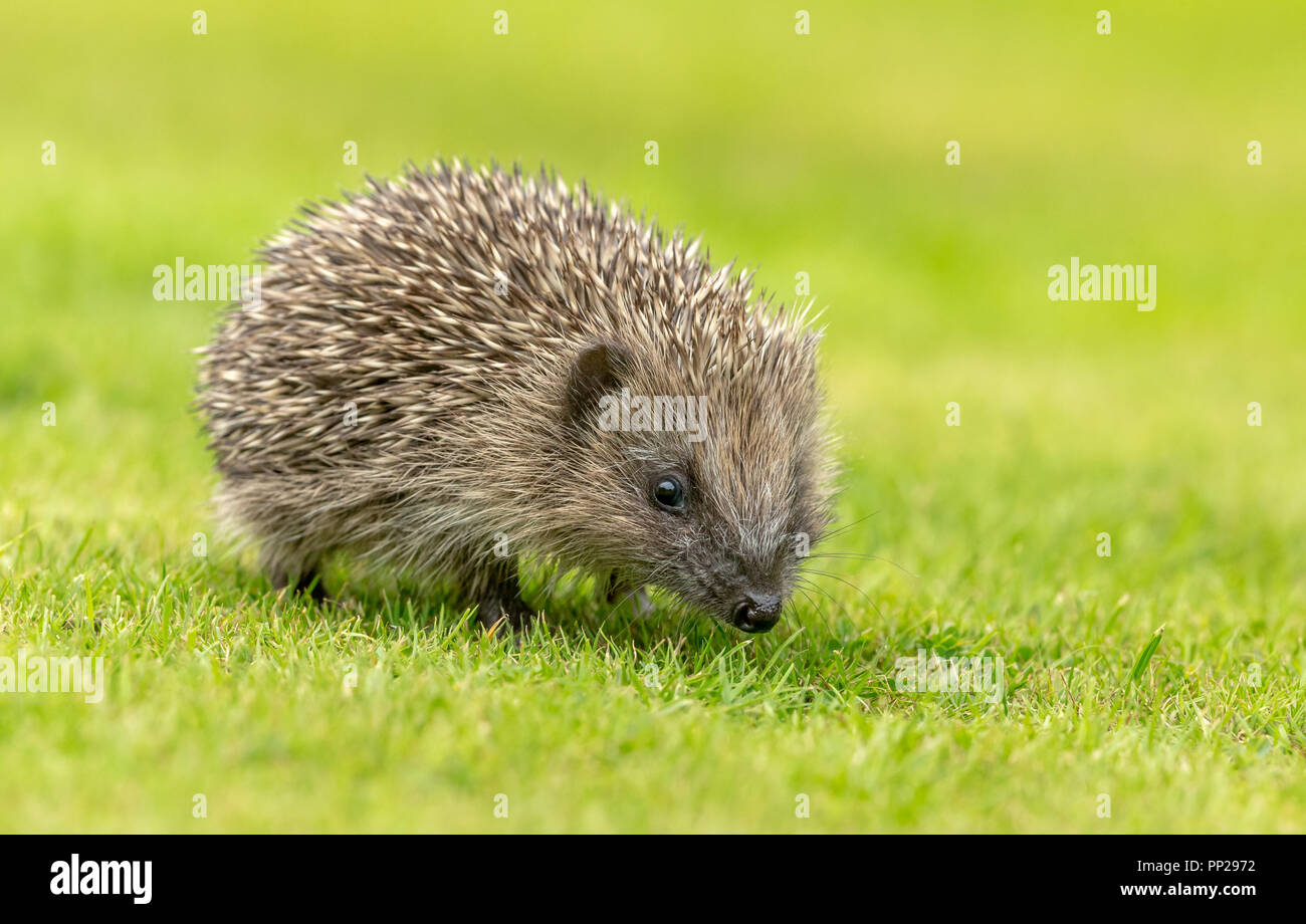 Hedgehog, young, wild, native, European hedgehog, facing right in ...