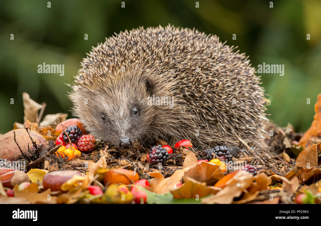 Hedgehog, wild, native, European hedgehog in Autumn or Fall with ...