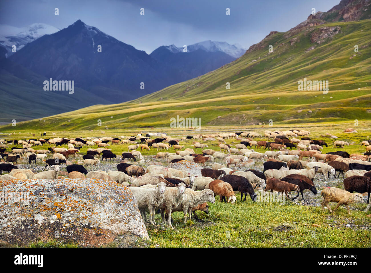 Sheep in near the rock in Terskey Alatau mountains of Kyrgyzstan ...