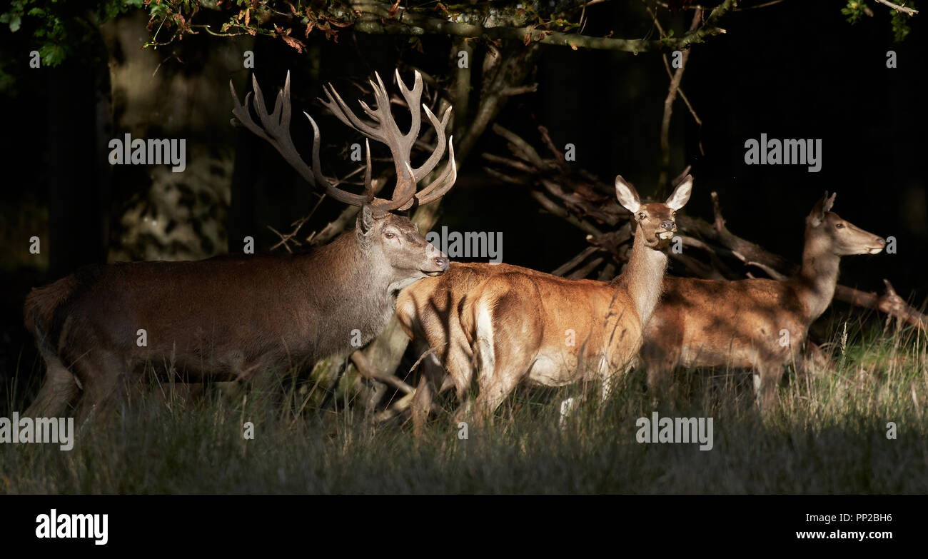 Red deer in its natural habitat in Denmark Stock Photo - Alamy