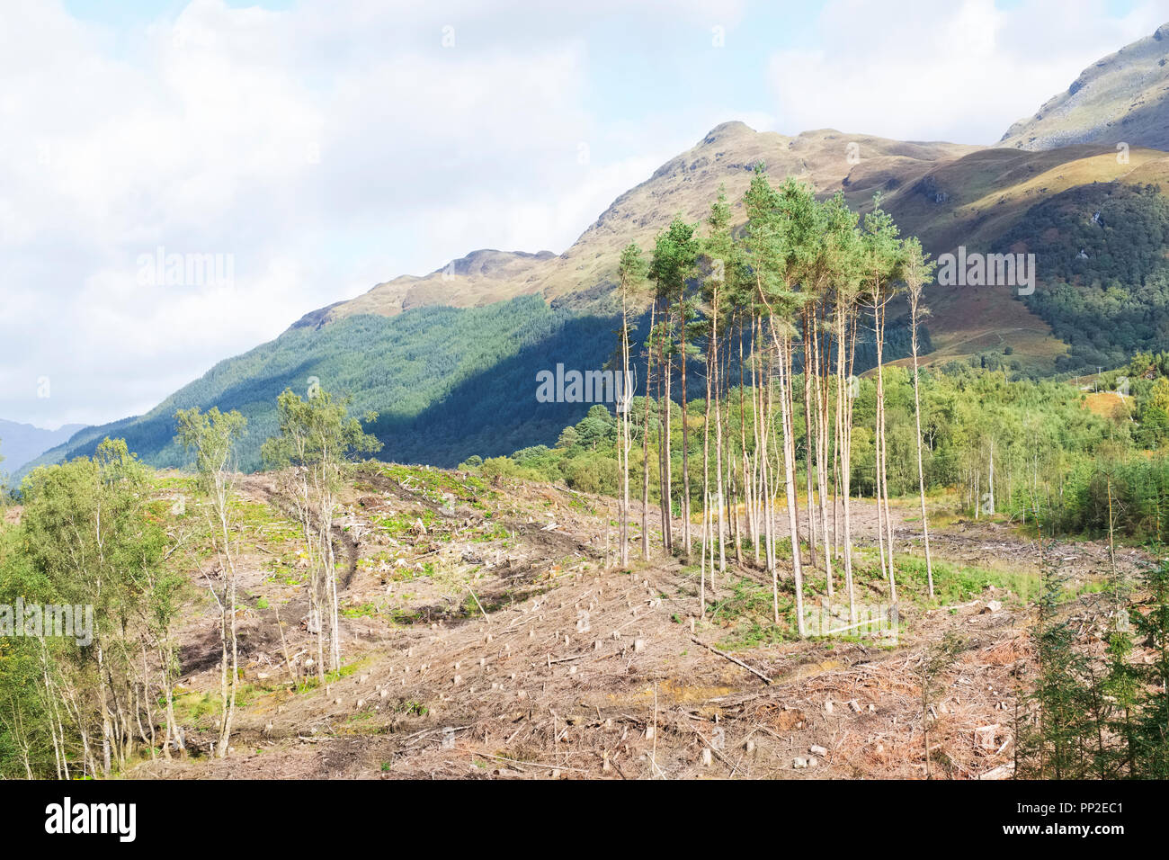 Tree felling forest scene chopped down trees for wood leaving bare ...
