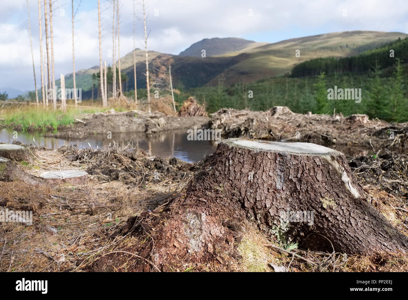 Tree felling forest scene chopped down trees for wood leaving bare ...