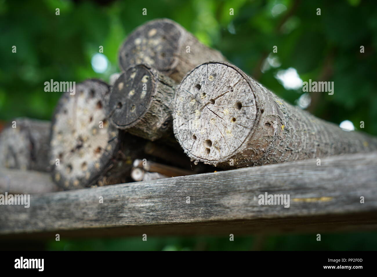 Wintering Help Insects High Resolution Stock Photography and Images - Alamy