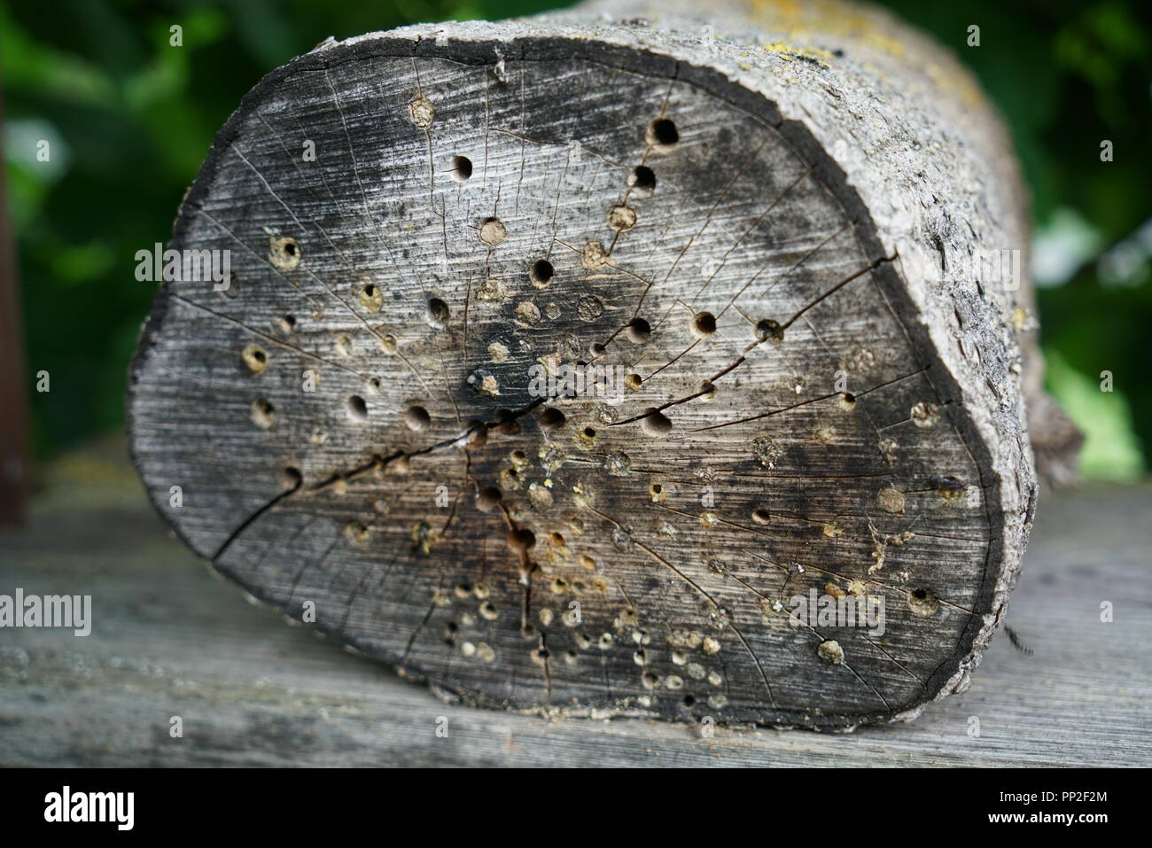 An insect hotel or insect house is an artificially created nesting and ...