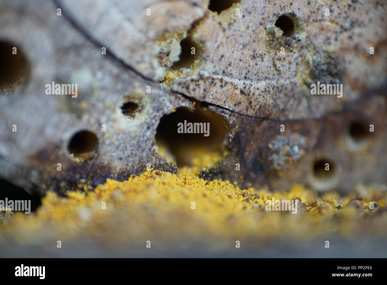 Wintering help insects hi-res stock photography and images - Alamy