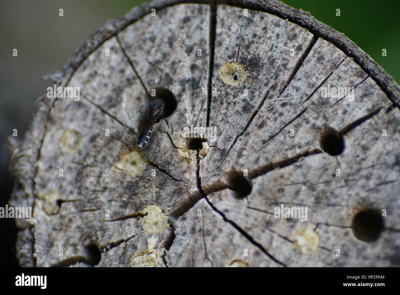 An insect hotel or insect house is an artificially created nesting and ...