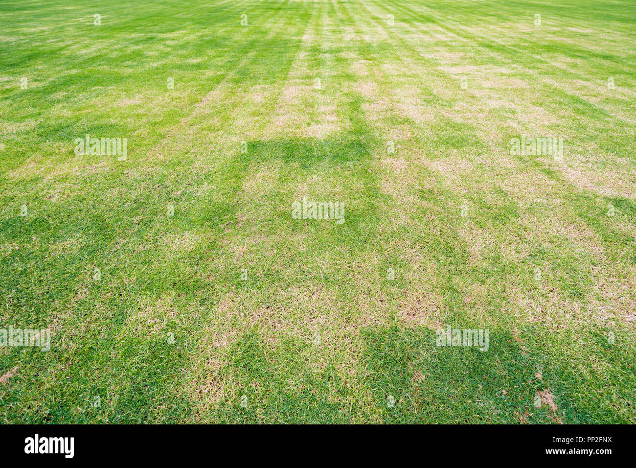 green grass field background Stock Photo - Alamy