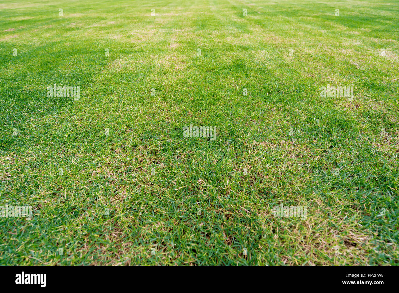 green grass field background Stock Photo - Alamy