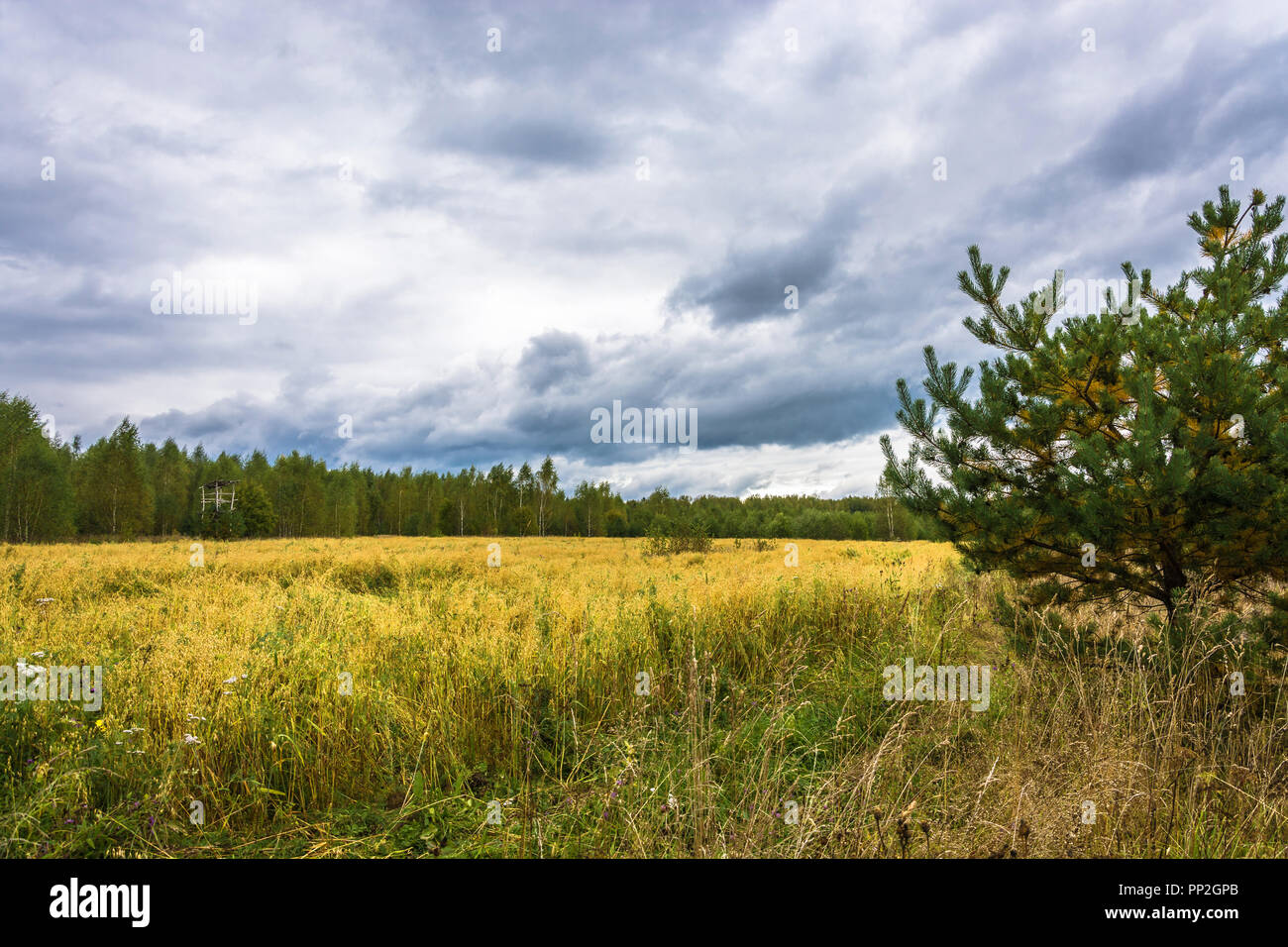 Beautiful autumn landscape with a yellow field on a cloudy day Stock ...