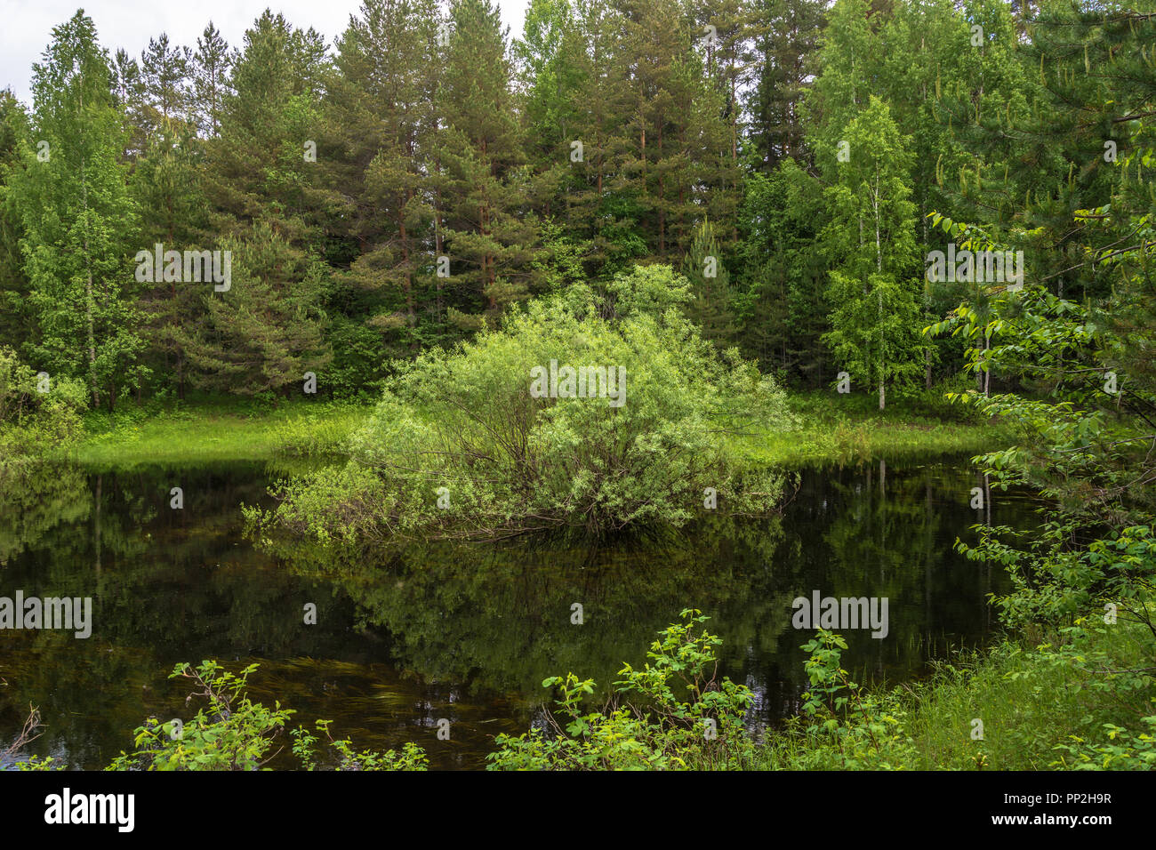 The big green Bush in the middle of a small lake on a summer day Stock ...